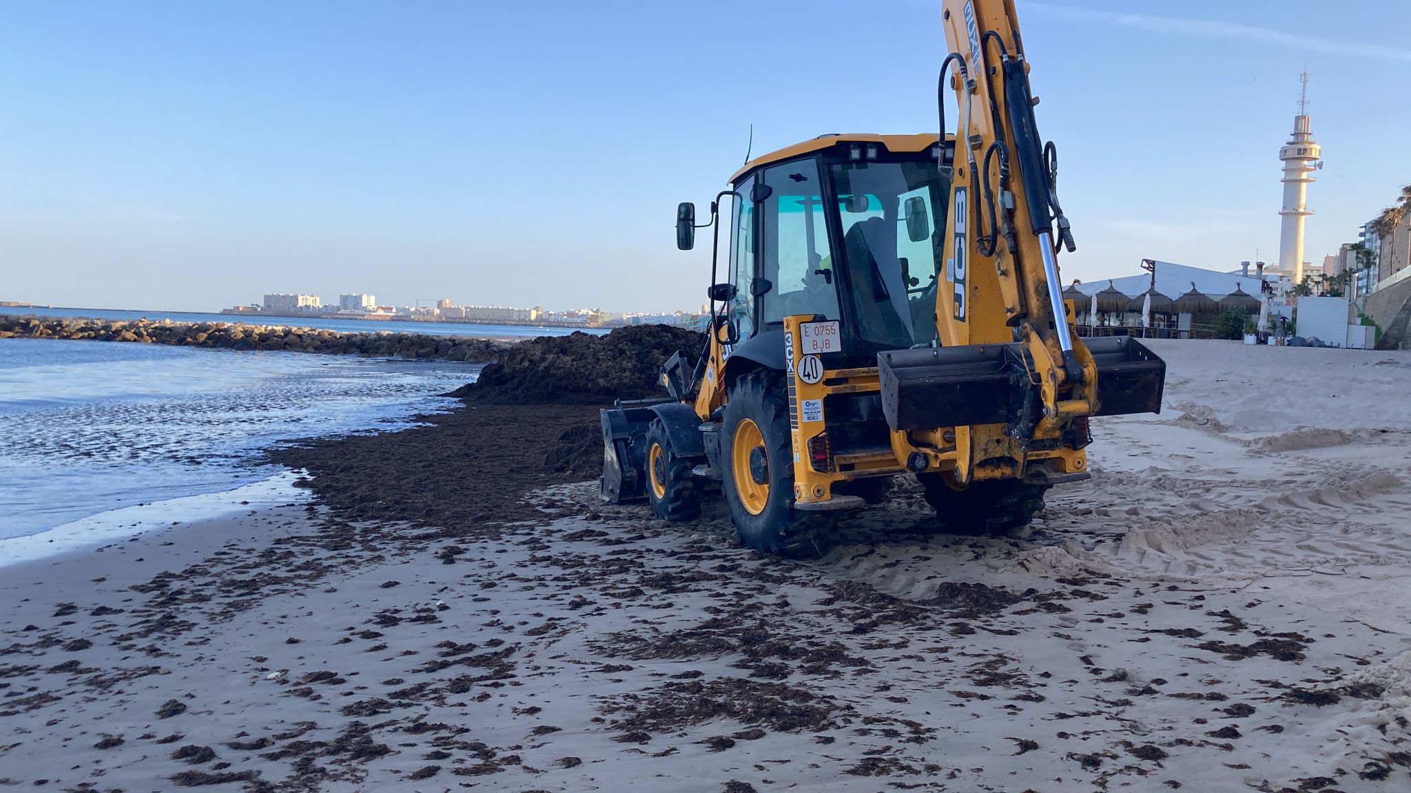 Nueva llegada de alga asiática en las playas de Cádiz obliga a activar ...